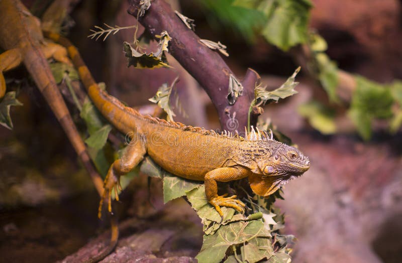 Live Wild Reptiles Lizards Shot Close-up Stock Image - Image of ...