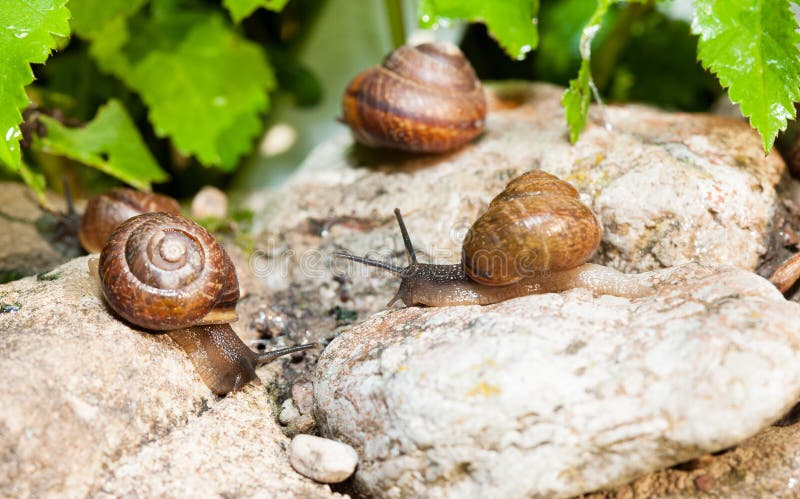 Live Wild Snails in Shells on the Stone Stock Photo - Image of mollusk ...