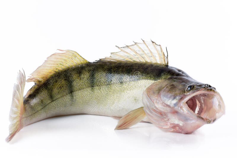 Live Zander Or Pikeperch Isolated On White Stock Image - Image of ...
