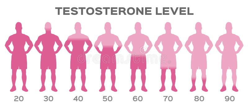 Livello Di Testosterone / Uomo Illustrazione Vettoriale - Illustrazione ...