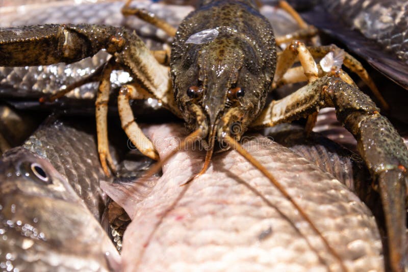 Lively Cancer Crawls on a Big Fish Stock Photo - Image of lobster ...