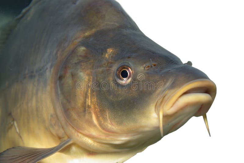 Piranha in Peruvian Amazon stock photo. Image of river - 35266180