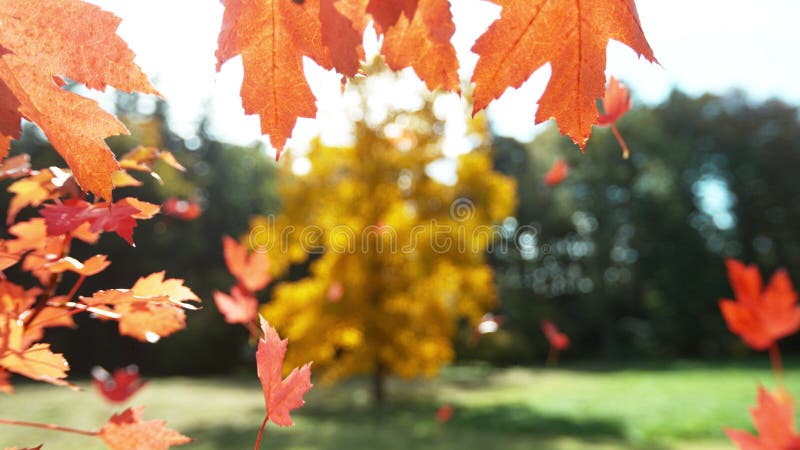 Lively Closeup of Falling Autumn Leaves Stock Image - Image of pattern ...