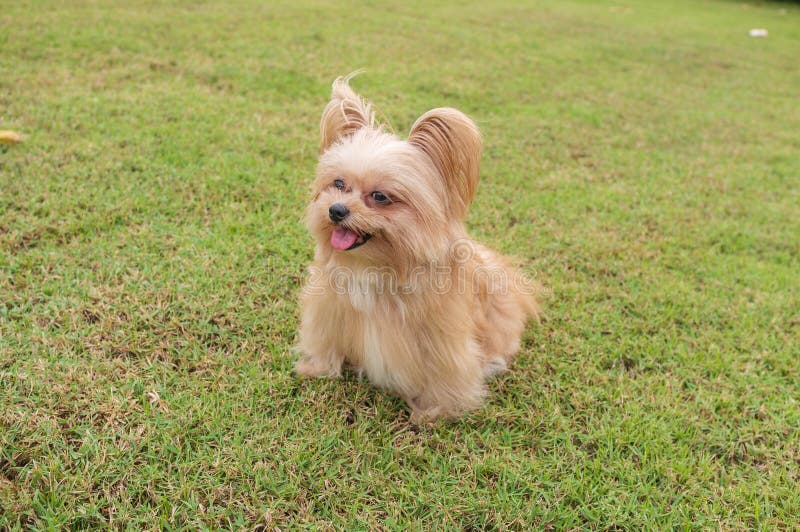 Lively Mixed Breed Dog stock photo. Image of beautiful - 42845458