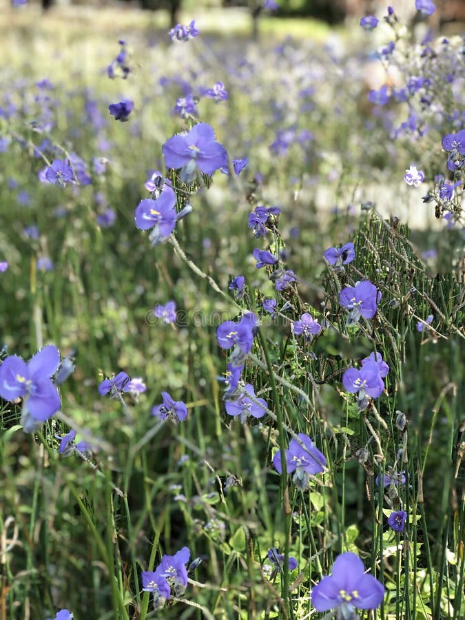 Lively flower stock photo. Image of flower, green, purple - 146619470