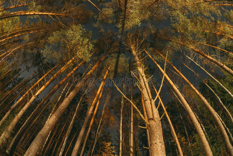 In a Lively Forest, Microsoft Plus is Engraved at the Trees Bottom ...