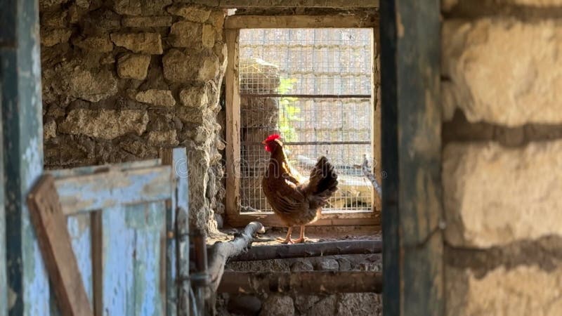 A Curious Hen is Wandering Around Its Picturesque Surroundings on a ...