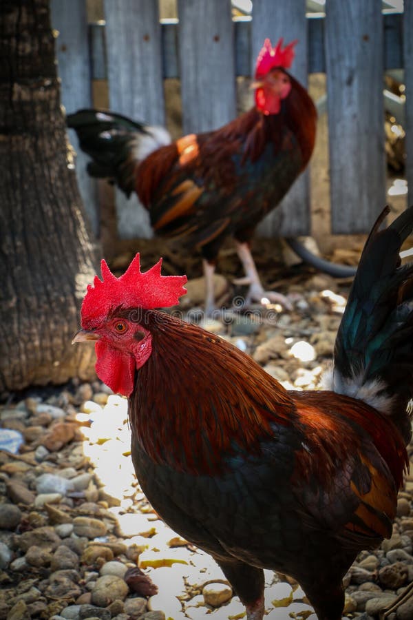 Lively Pair of Roosters in a Crowded Chicken Coop Stock Image - Image ...