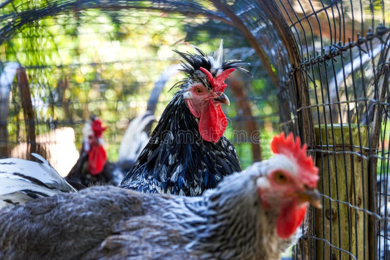 Lively White Feather Chicken Close-up on Farm Stock Image - Image of ...