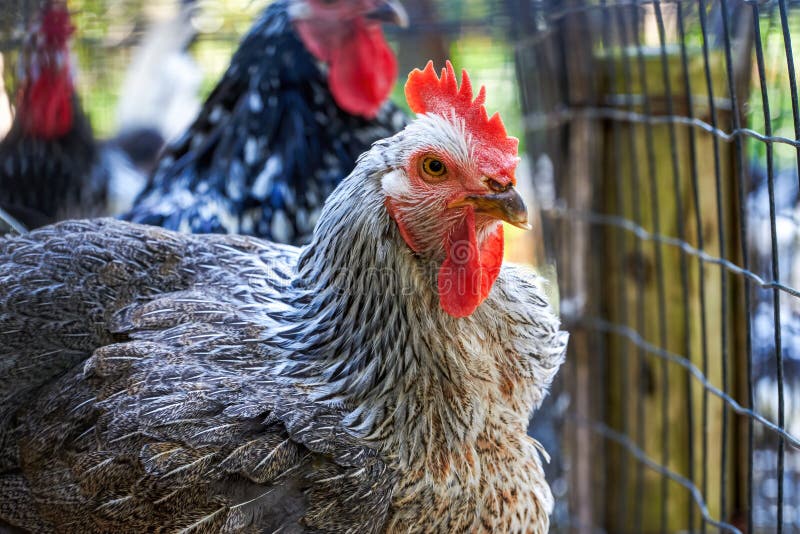 Lively White Feather Chicken Close-up on Farm Stock Photo - Image of ...