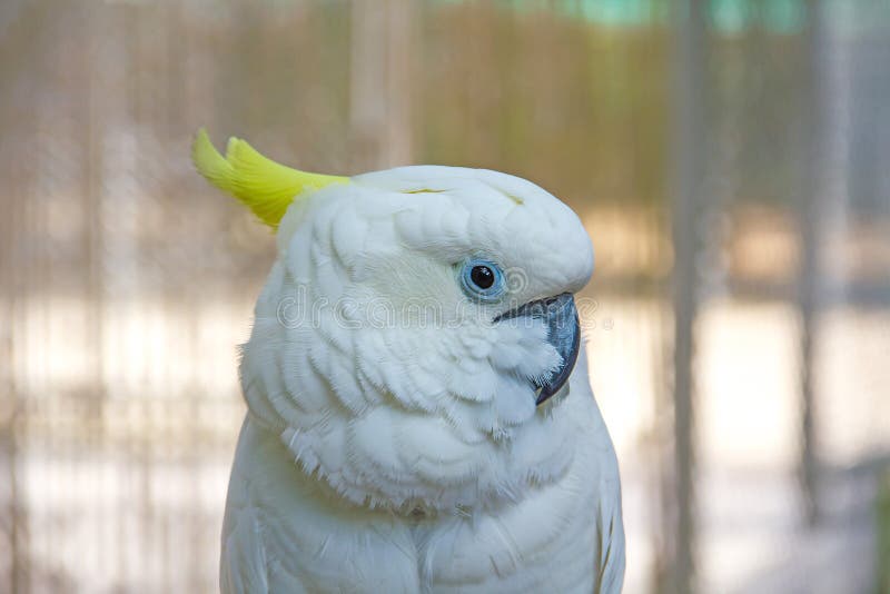 Lively White Parrot Looking Stock Image - Image of birding, looking ...