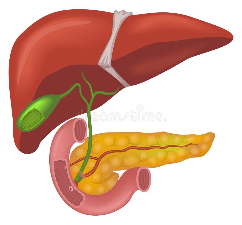 Liver Vector Cartoon, Human Internal Organ Stock Vector - Illustration ...