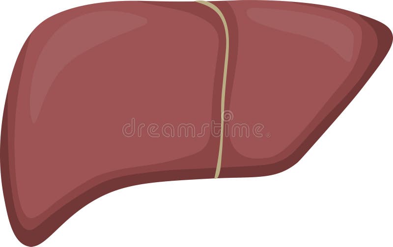 Human Body Healthy Organ Liver Stock Illustration - Illustration of ...