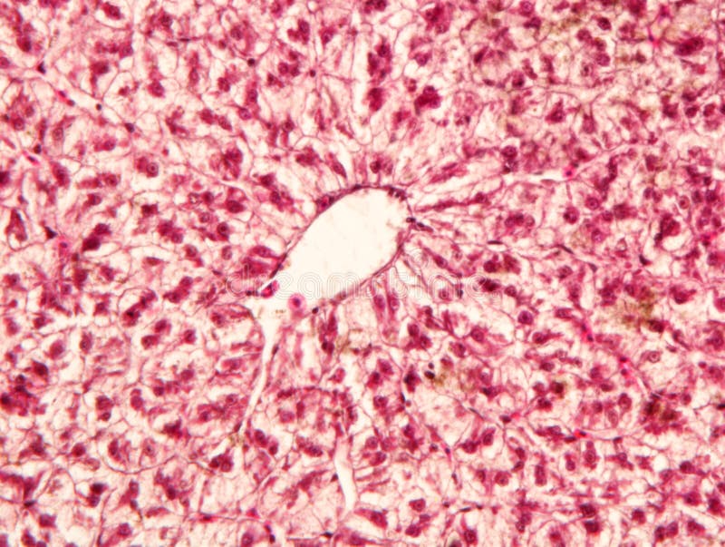 Microscope Nervous Tissue Labeled Micropedia