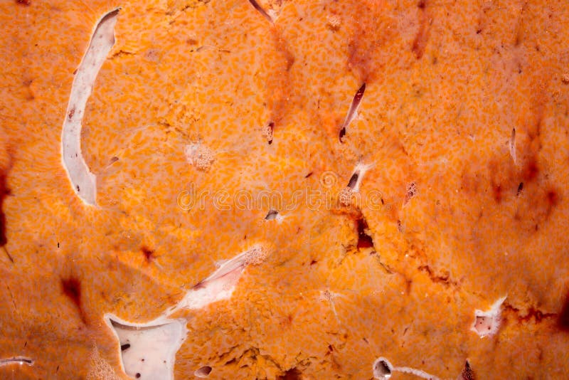 Liver.the Texture of the Liver Stock Photo - Image of meat, liver ...