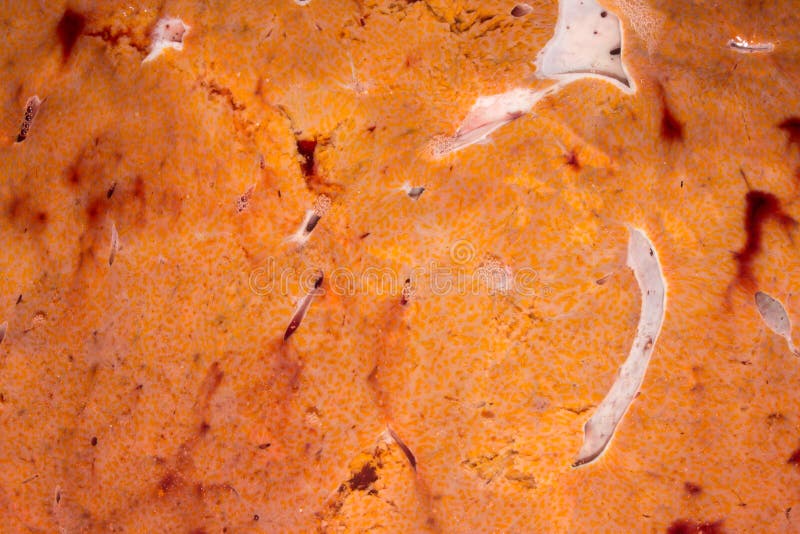 Liver.Background of the Liver. Stock Photo - Image of food, backdrop ...