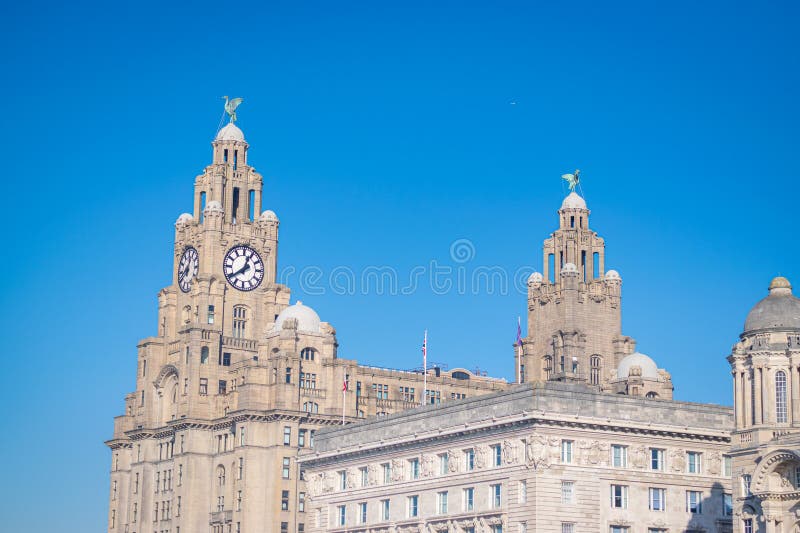 Liver bird stock photo. Image of bird, liver, iconic - 378808768