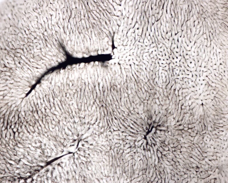 Liver. Blood vessels stock photo. Image of light, histology - 268579888