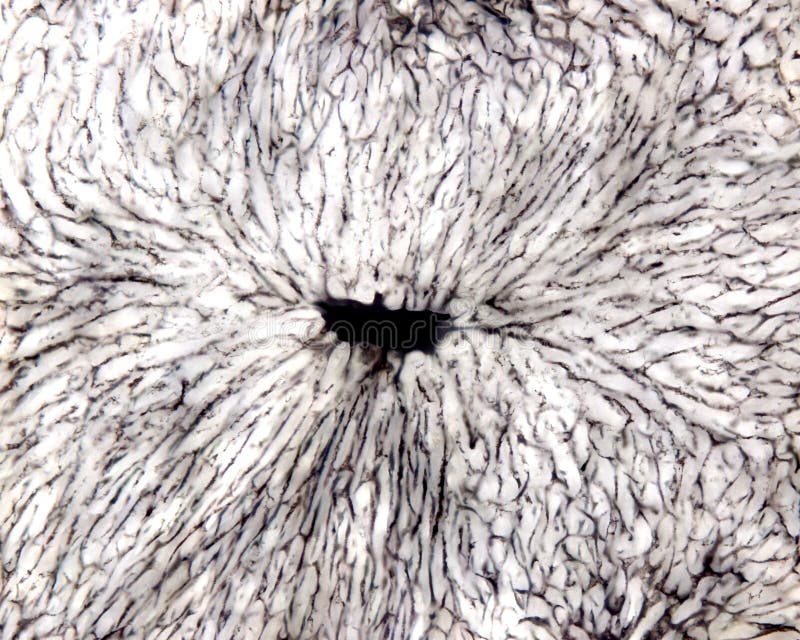 Liver. Blood vessels stock image. Image of microvasculature - 268579897