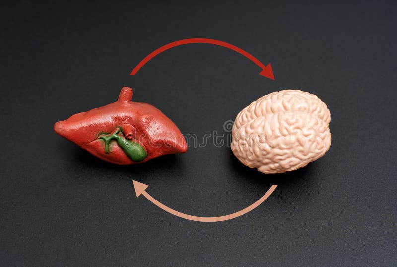 Clay Liver and Brain Models with Circular Arrows on Black Surface Stock ...