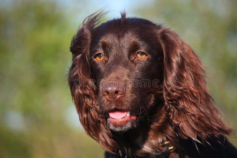 Liver Coloured Working Type Cocker Spaniel Pet Gundog Stock Photo ...
