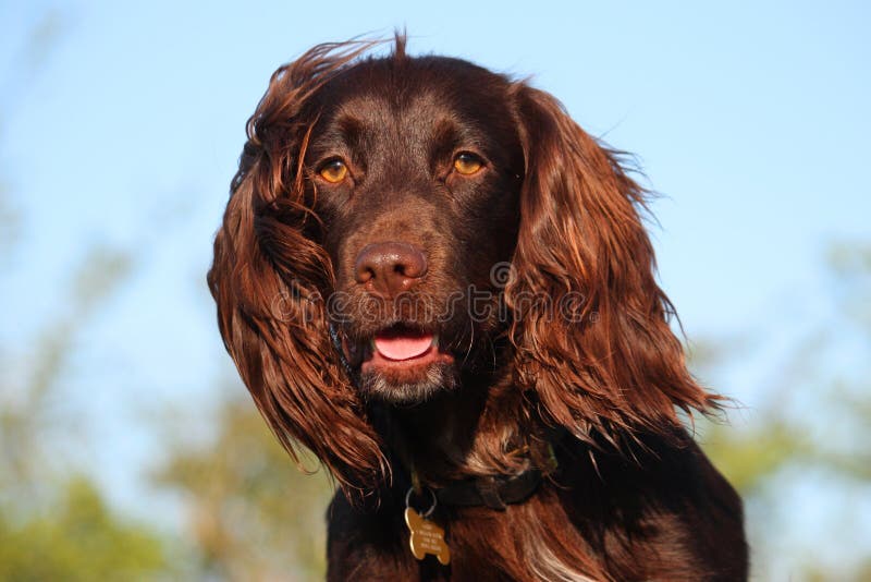 Liver Coloured Working Type Cocker Spaniel Pet Gundog Stock Photo ...