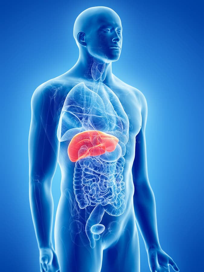 Liver stock illustration. Illustration of internal, biology - 2036354