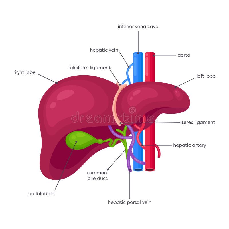 Human Liver and Gallbladder Vector Illustration Graphic Diagram Stock ...