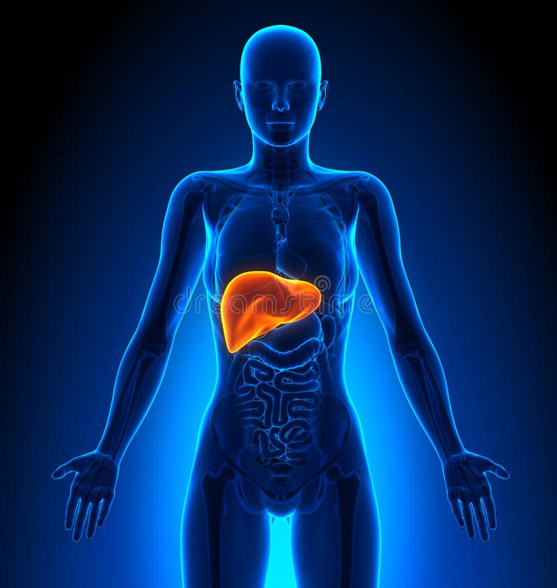 Human Female Anatomy Stock Illustrations – 25,551 Human Female Anatomy ...