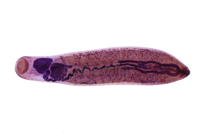 Liver FlukeParasitic Flatworm of Cattle and Other Grazing Anim Stock ...