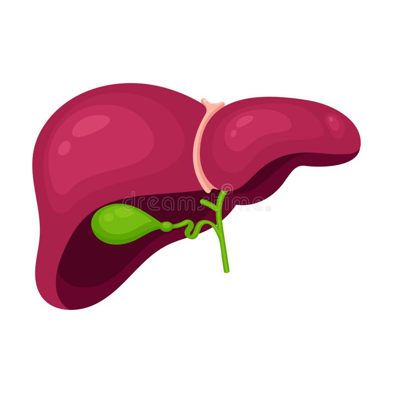 Isolated Vector Illustration Graphic of a Human Liver and Gallbladder ...
