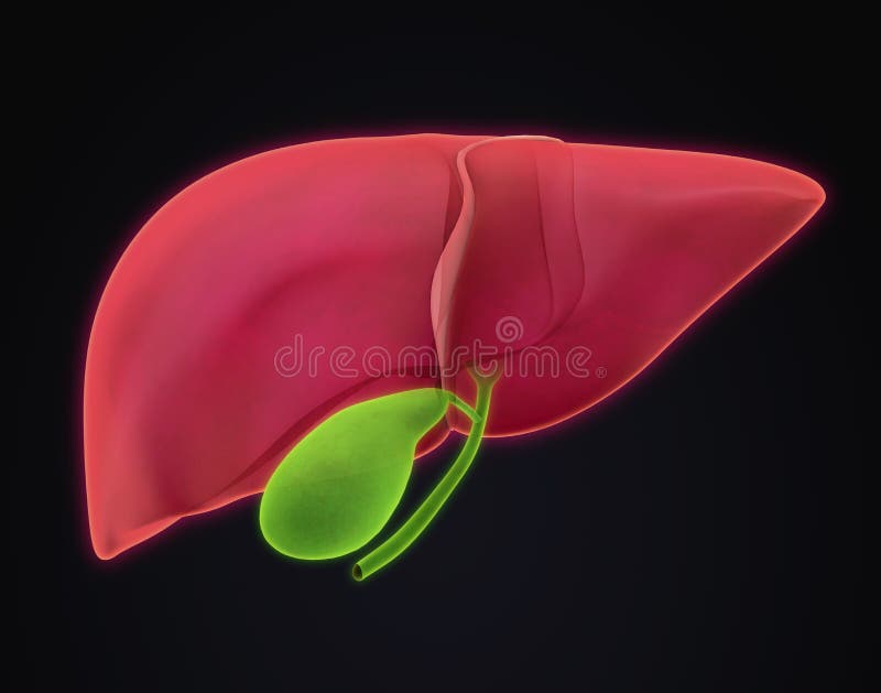 Liver, Gallbladder, and Pancreas Anatomy Stock Illustration ...