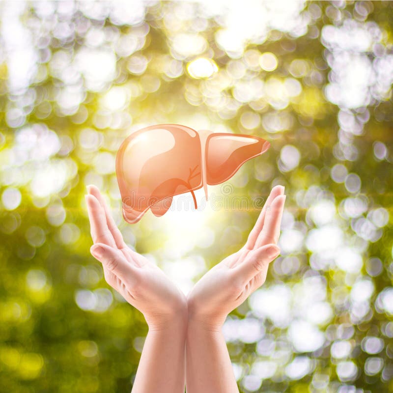 Liver is in hand . stock image. Image of medicine, clinic - 86606115