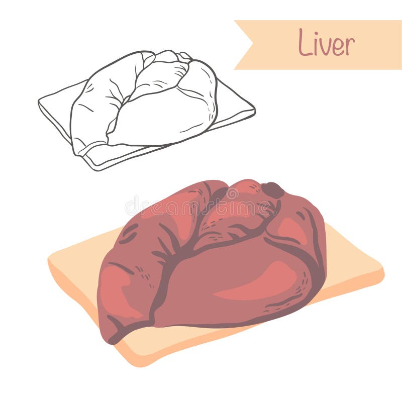 Vector Pork Raw Kidney Liver Offal Sketch Isolated Stock Vector ...