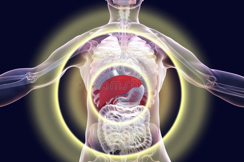 Liver Highlighted Inside Human Body Stock Illustration - Illustration ...