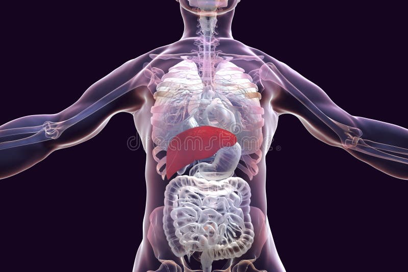 Liver Highlighted Inside Human Body Stock Illustration - Illustration ...
