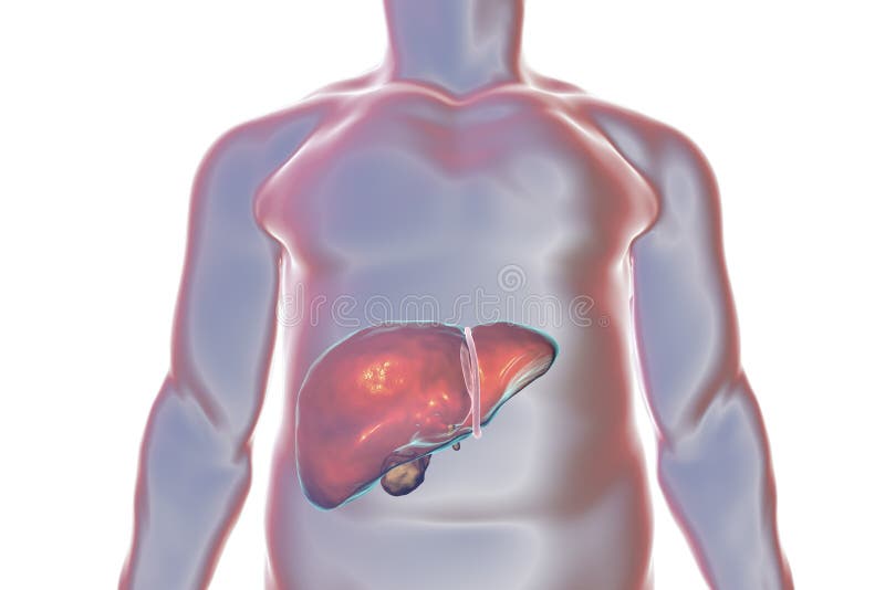 Liver inside human body stock illustration. Illustration of medical ...