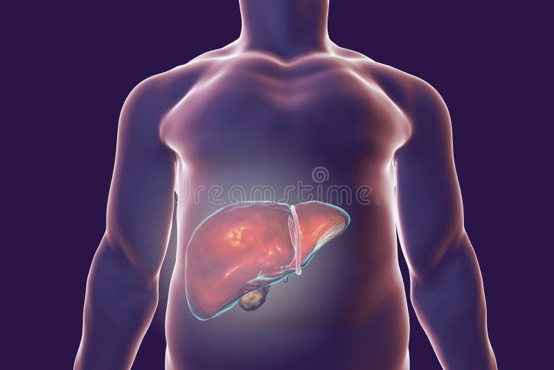 Liver inside human body stock illustration. Illustration of organ ...