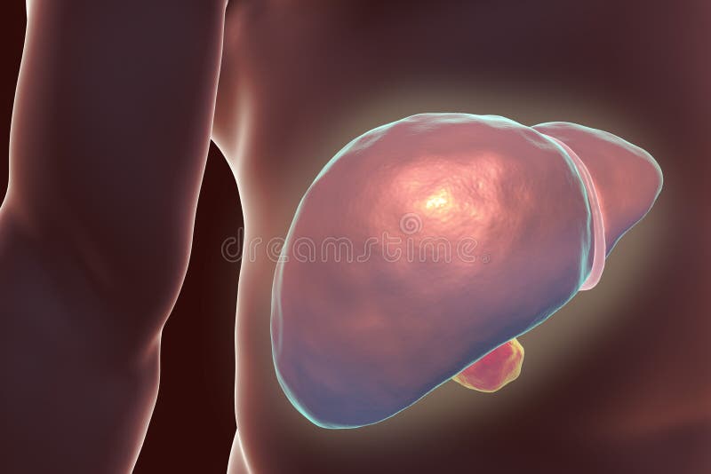 Liver inside human body stock illustration. Illustration of organ ...