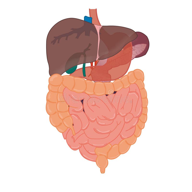 Liver and Intestines Anatomy Stock Vector - Illustration of digestive ...
