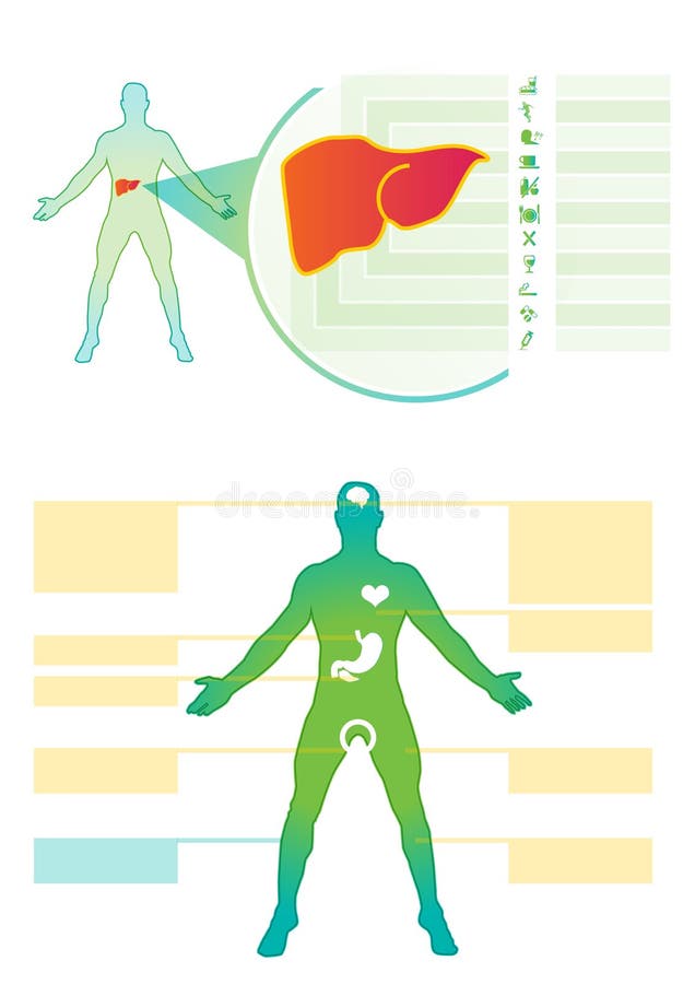 Liver Medical Info-graphic. Medical Vectorinfo-graphic. Stock Vector ...