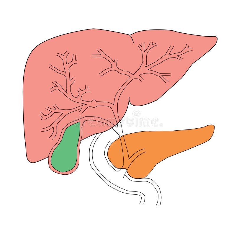 Liver, Gallbladder, and Pancreas Anatomy Stock Illustration ...