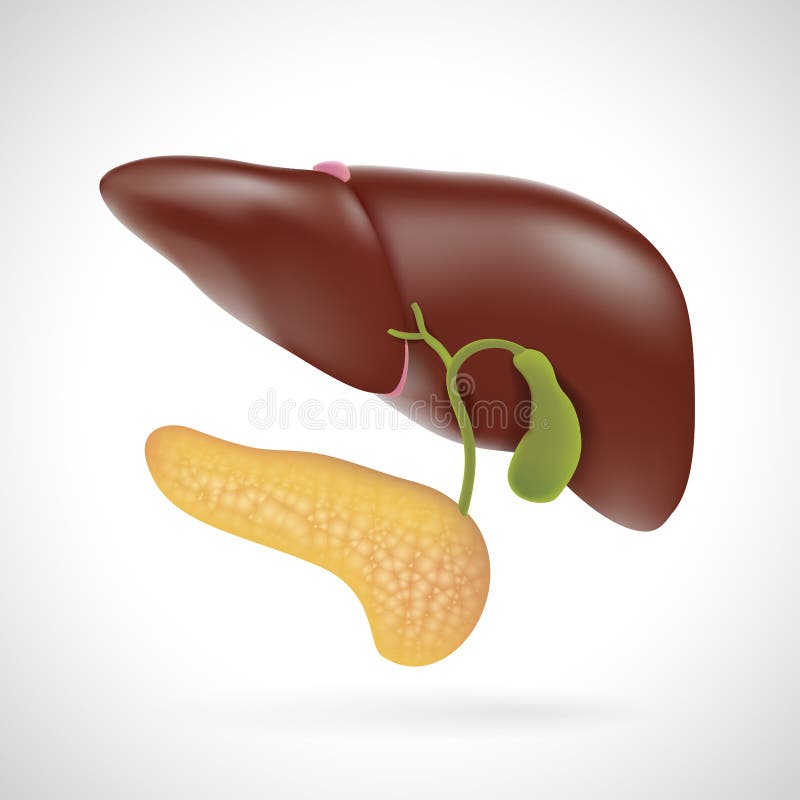 Liver and Pancreas Illustration for Medical Use Stock Vector ...