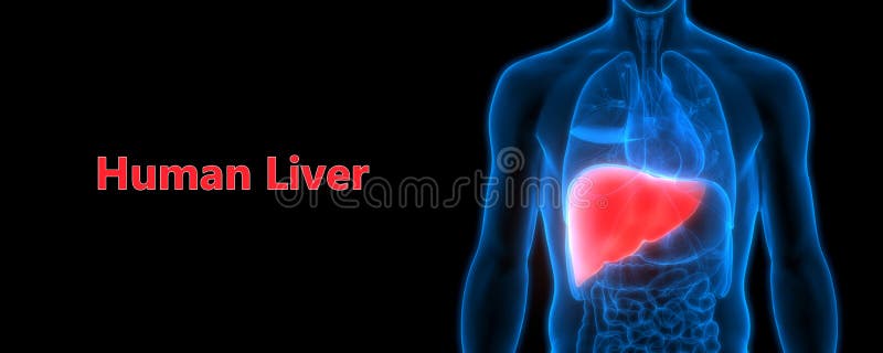 Liver a Part of Human Digestive System Anatomy Stock Illustration ...