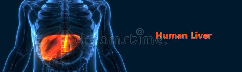 Liver a Part of Human Digestive System Anatomy Stock Illustration ...