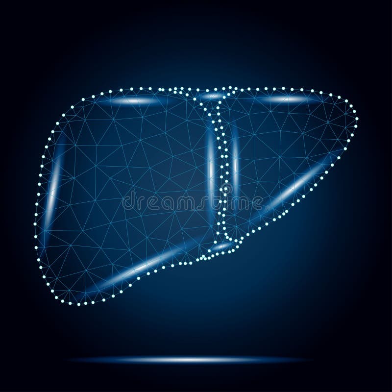 Liver polygon blue stars 3 stock vector. Illustration of education ...