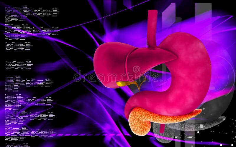 Liver and Stomach stock illustration. Illustration of graphics - 51572886