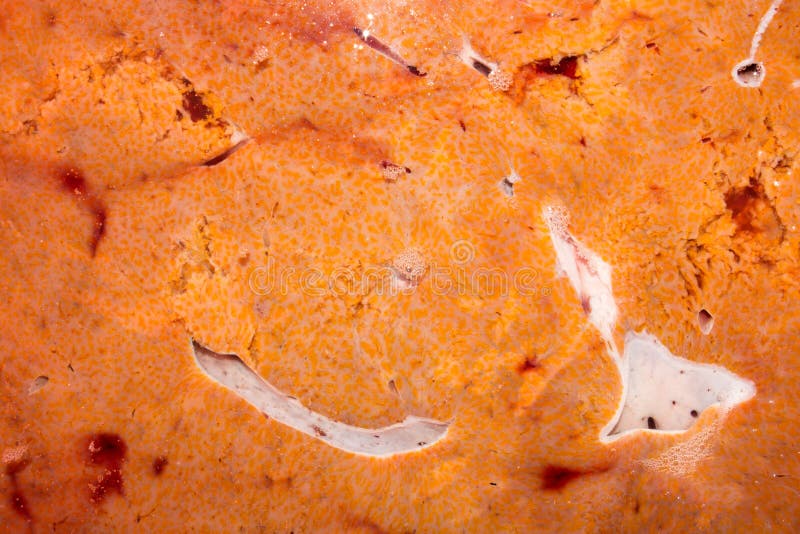 Liver.the Texture of the Liver Stock Image - Image of closeup, cooking ...