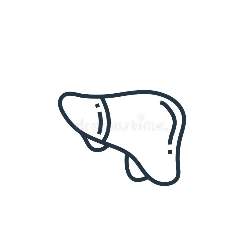Liver Vector Icon. Liver Editable Stroke. Liver Linear Symbol for Use ...