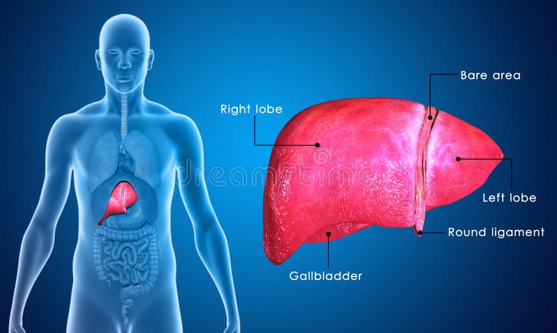 Liver stock illustration. Illustration of human, bile - 45367075